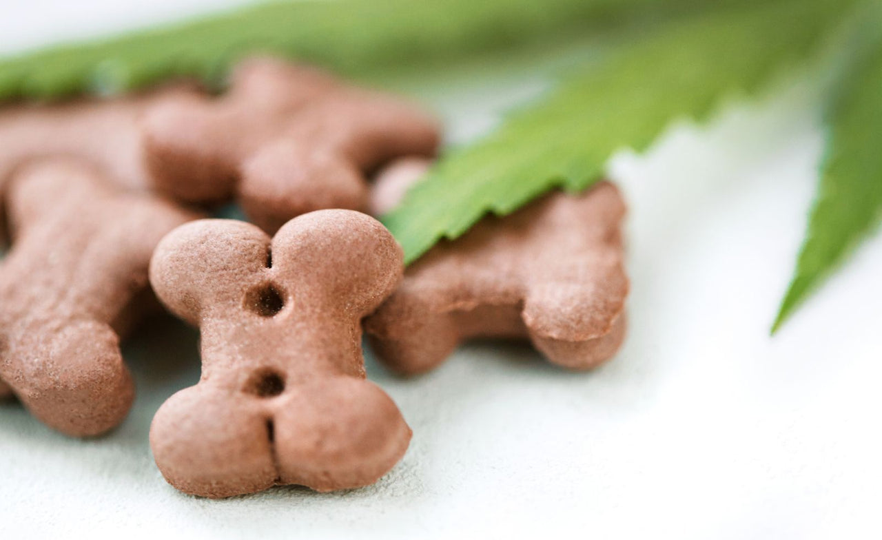 How to Store CBD: Extend CBD Shelf Life for Pet Oils & Treats | Suzie's ...