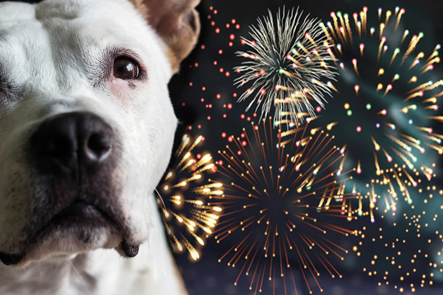 How to Calm a Dog During Fireworks